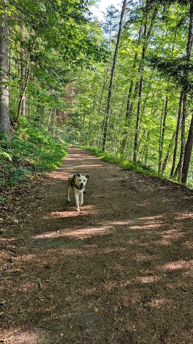 Four-legged hiking companions find paradise on Billings Farm's woodland trails, where squirrels provide entertainment and every tree offers fascinating olfactory reading material.