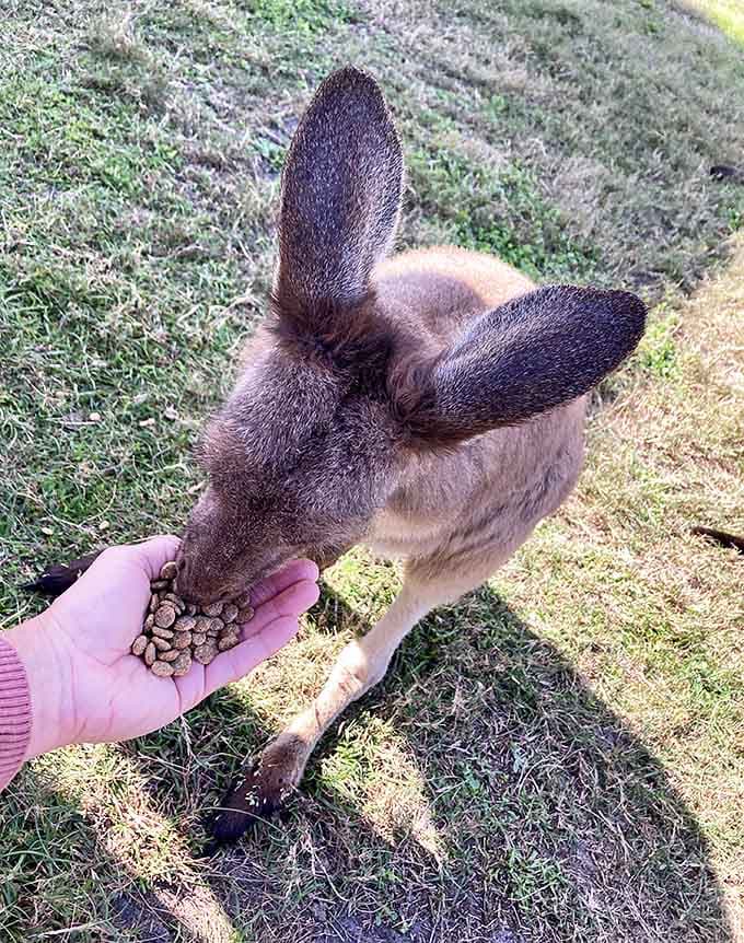 Hand-feeding a kangaroo creates an intimate moment of trust between species that normally would never meet in the wild.