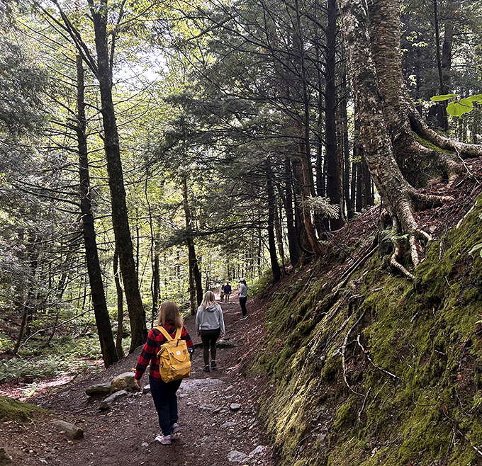 Ancient forest paths wind through Mt. Mansfield State Forest, where hikers discover the quieter side of Vermont's outdoor treasures.