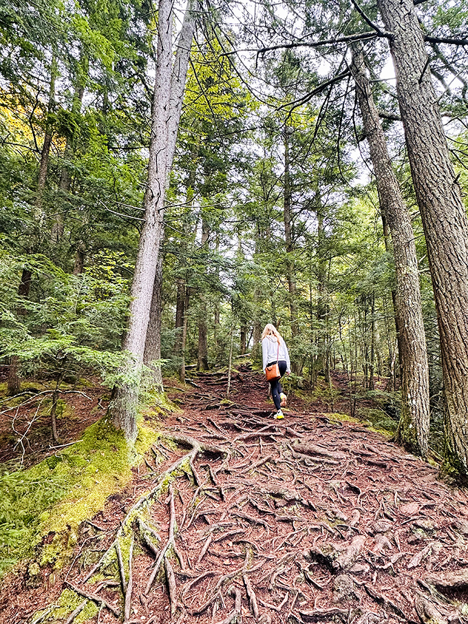 Tree roots create nature's staircase through this enchanted forest. Who needs a StairMaster when Vermont offers this?