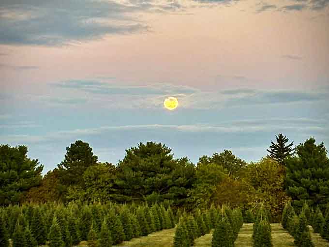 The harvest moon rises over pine-studded fields, painting the countryside in golden hues that no filter could possibly improve.