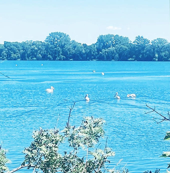 White pelicans gather like a floating convention, proving that even birds appreciate a good lakeside resort when they find one.