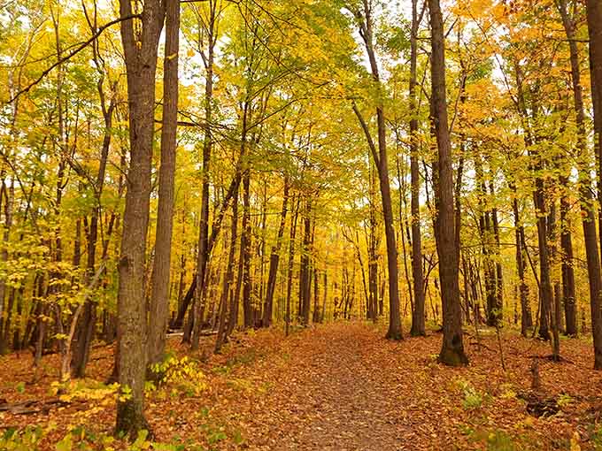 Walking through this golden tunnel feels like entering Narnia, except warmer and with better cell phone reception.