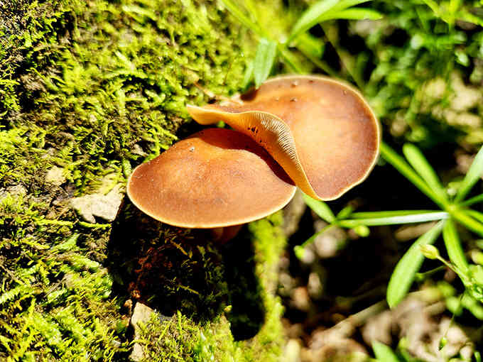 Twin mushrooms emerge like tiny umbrellas from their mossy home. Nature's miniature architecture showcasing the preserve's incredible biodiversity.