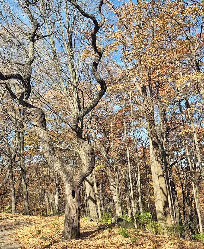 Winter's artistic side on display, with twisted branches creating natural sculptures against the crisp blue Illinois sky.