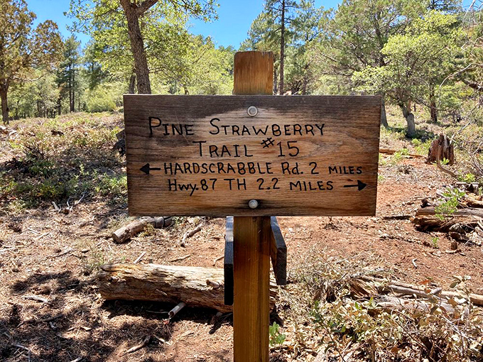 Hand-carved signs mark the Pine Strawberry Trail, where "Hardscrabble" isn't just a road name but a nod to pioneer spirit.