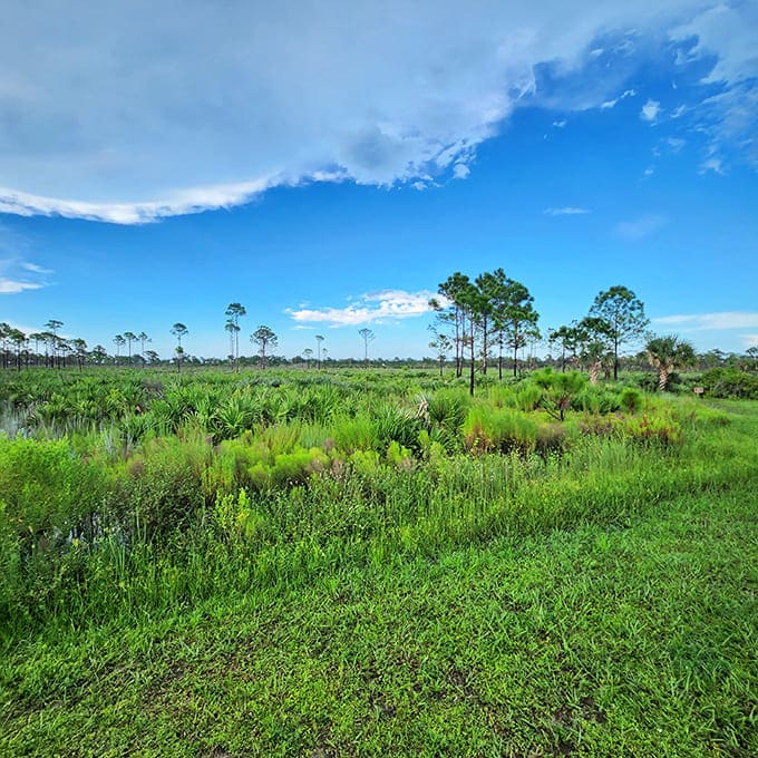 Savannas Preserve State Park's untamed landscape reveals what Florida looked like before developers discovered it &ndash; wild, lush, and breathtaking.