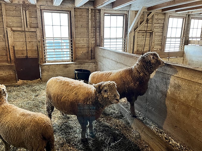 Inside the historic barn, sheep gather with curious expressions, their wool destined for demonstrations that connect visitors to traditional crafts.
