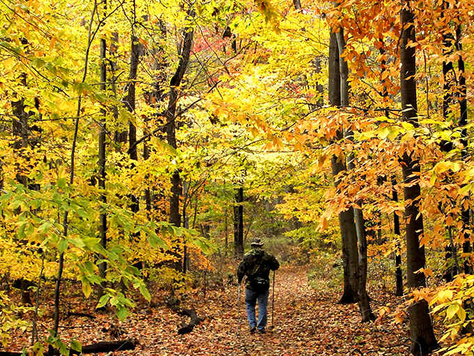 Walking through South Haven's autumn wonderland feels like stepping into a living watercolor, where every footstep rustles with golden possibilities.