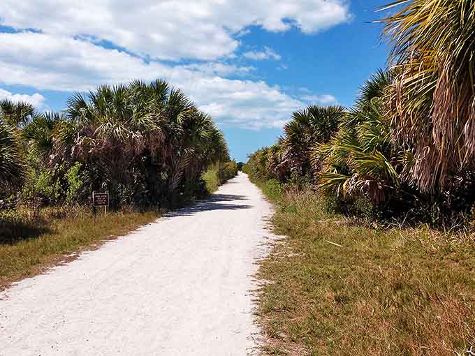 A palm-lined pathway beckons adventure seekers. Florida's version of the yellow brick road, minus the flying monkeys.