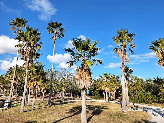 Towering palms reach skyward like nature's exclamation points, their fronds rustling secrets in the coastal breeze.