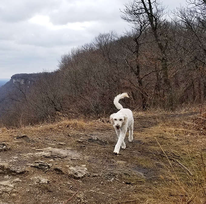 Four-legged explorers welcome! This pup's living his best life with that tail-wagging enthusiasm we could all learn from.