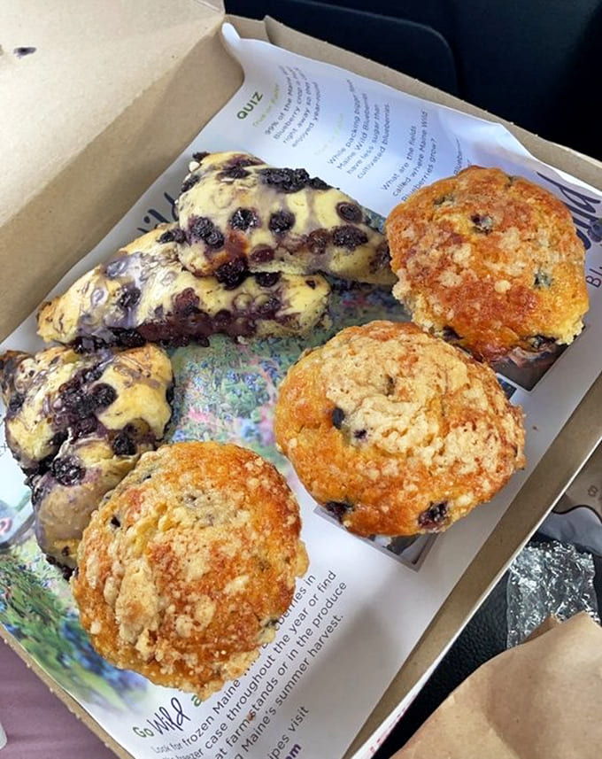 Scones and muffins loaded with wild blueberries, because sometimes you need breakfast to taste like vacation.