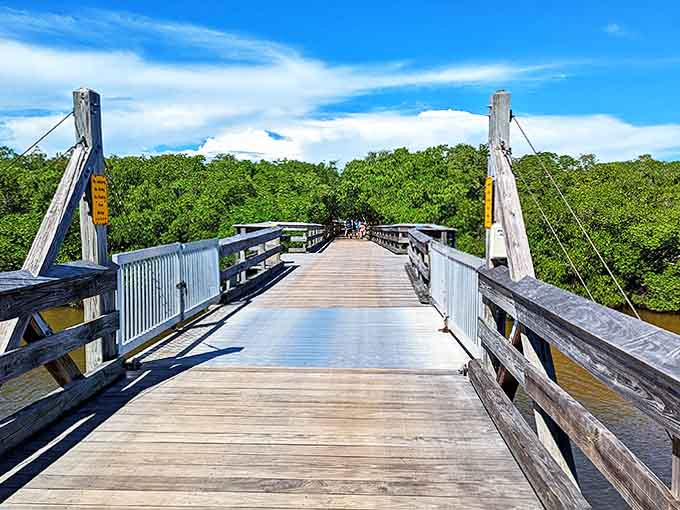 The wooden bridge offers breathtaking views where mangroves meet water &ndash; nature's version of architectural genius without the fancy degree.