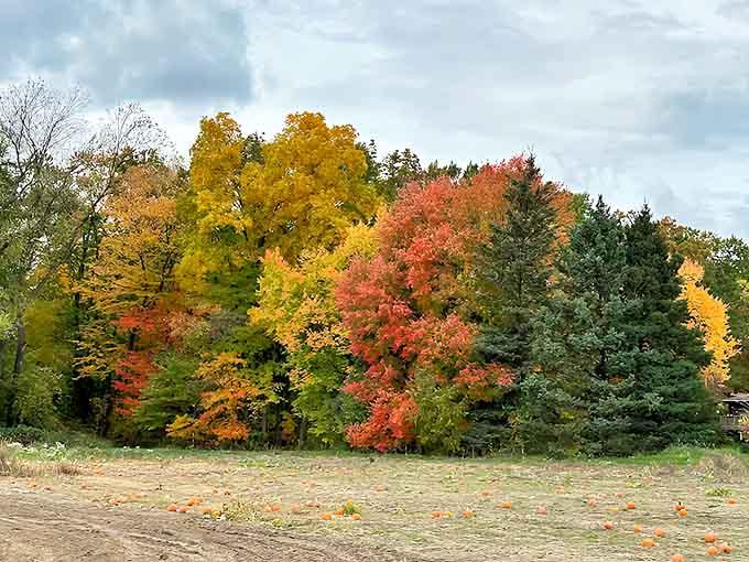 Mother Nature showing off her paintbrush skills &ndash; these trees display every shade in the autumn spectrum against a perfect Michigan sky.
