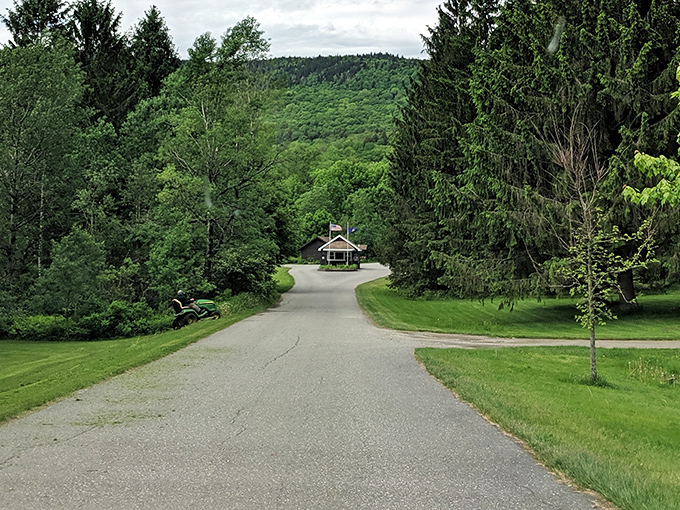 The road less traveled leads to forest serenity &ndash; this quiet path invites contemplation under a cathedral of pines.