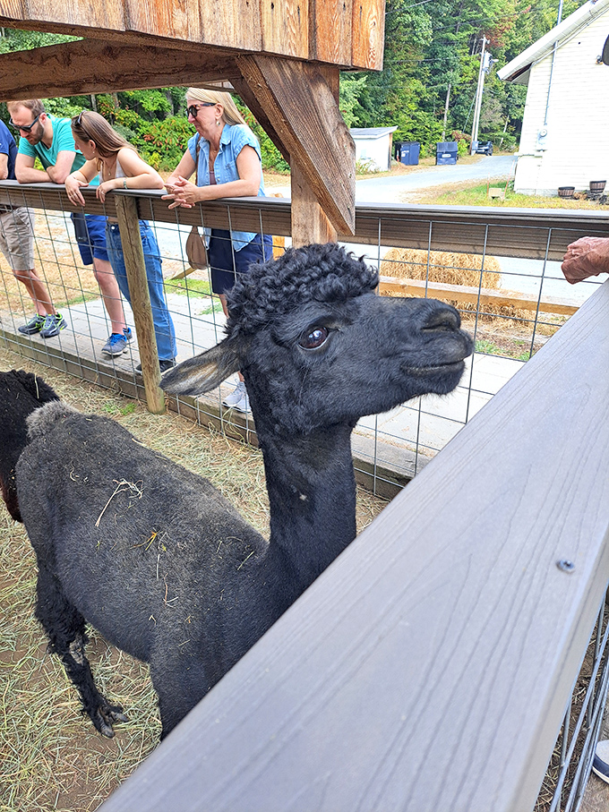 "No drama, no spitting" could be this black alpaca's motto as it coolly observes visitors from its pen.