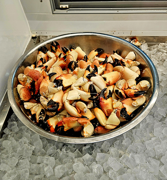 A treasure trove of stone crab claws on ice. This isn't just seafood&mdash;it's edible currency in the Everglades economy.