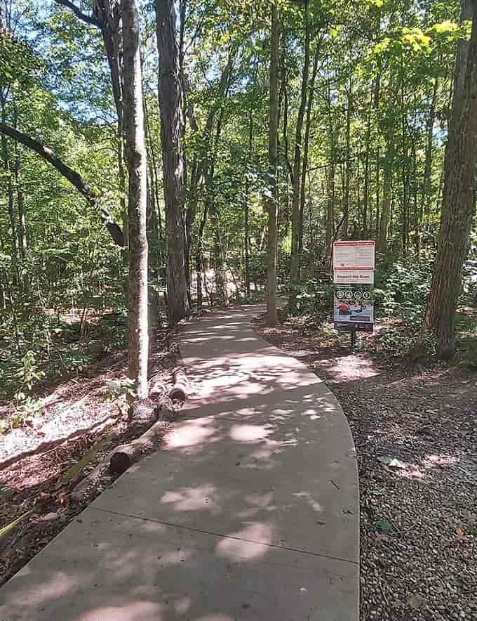 Spring wildflowers line the trail like nature's own yellow brick road, leading hikers deeper into the Superstition wilderness.
