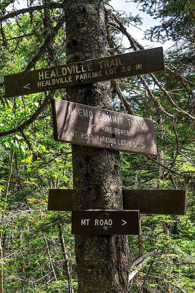Trail markers stand sentinel in the forest, wooden guides pointing adventurers toward sky-high rewards just waiting to be discovered.
