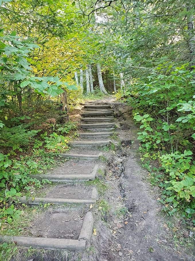 These rustic steps invite exploration deeper into the forest, each one leading you further back in time among trees older than the United States.