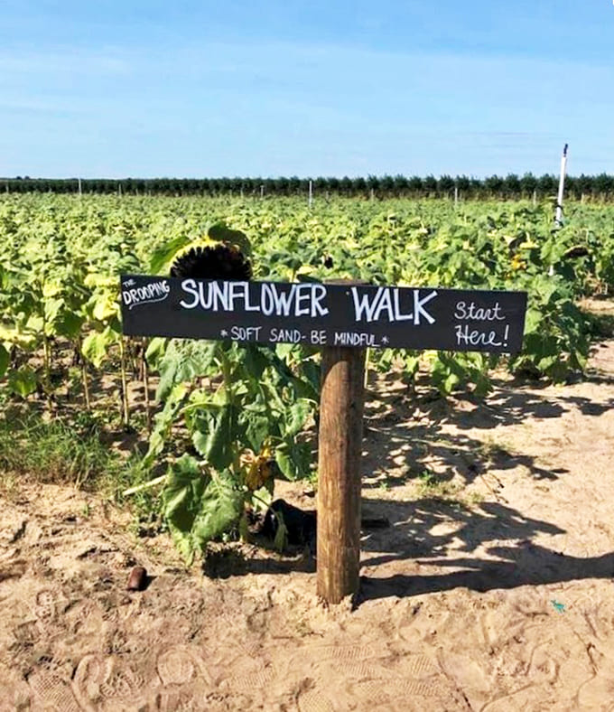 "Sunflower Walk" announces the handmade sign, a charming portal to golden adventures with a gentle reminder about soft sand.