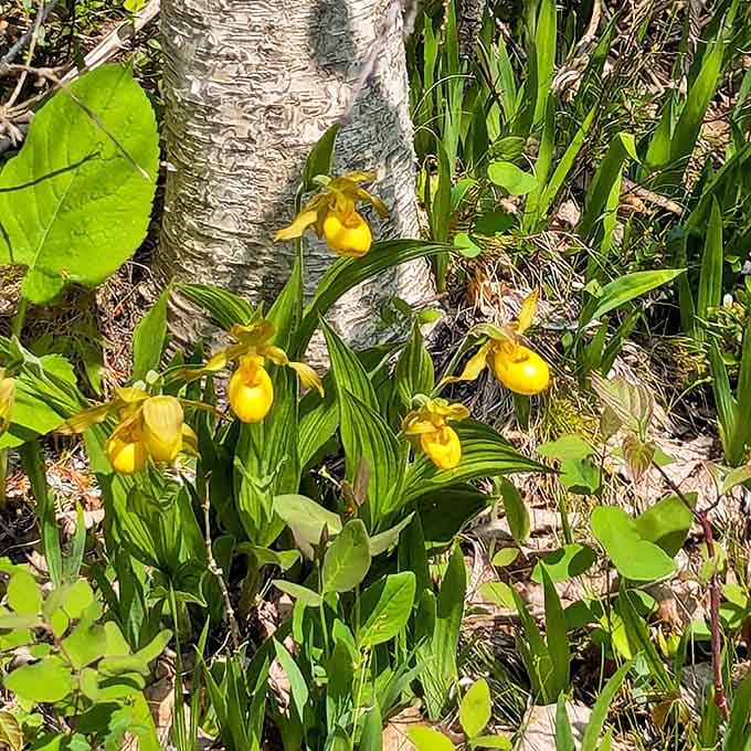 Yellow lady's slipper orchids perform their annual spring show, nature's equivalent of a Broadway production that runs for just a few magical weeks.