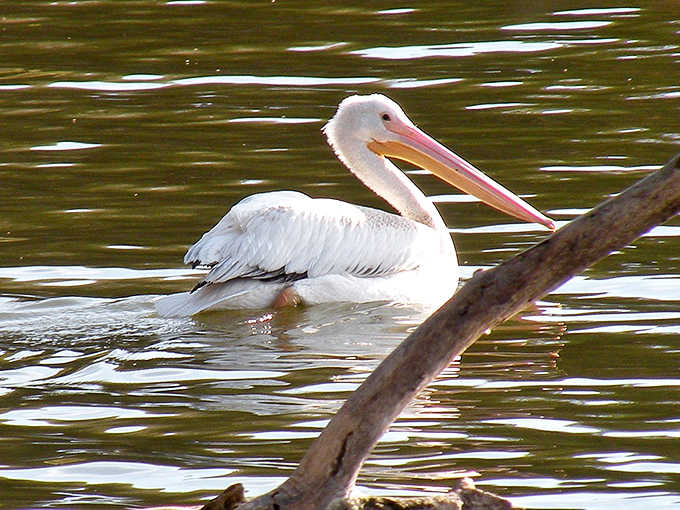 "Excuse me, do you have a moment to talk about pelican conservation?" This feathered ambassador seems to ask.