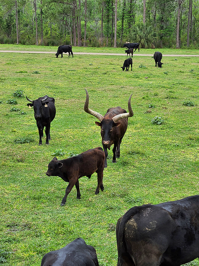 Majestic Ankole-Watusi cattle show off their impressive horns &ndash; nature's satellite dishes &ndash; as they graze in peaceful fields.