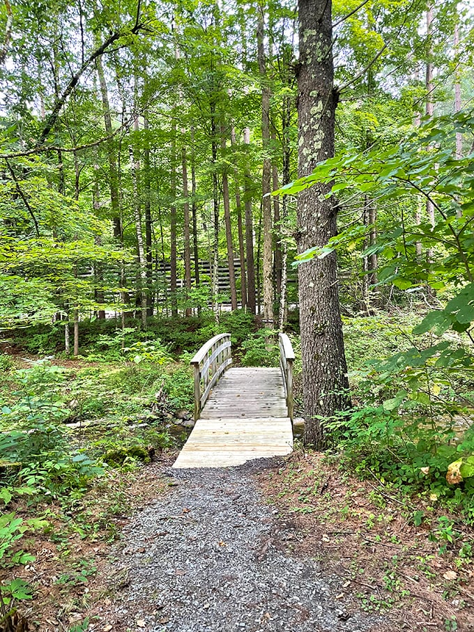 Nature's invitation: This charming wooden bridge beckons visitors deeper into the forest, where discoveries await around every bend.