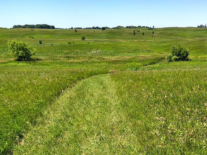 Rolling prairie grasslands that stretch to the horizon, proving that Minnesota has more than just lakes and hotdish.