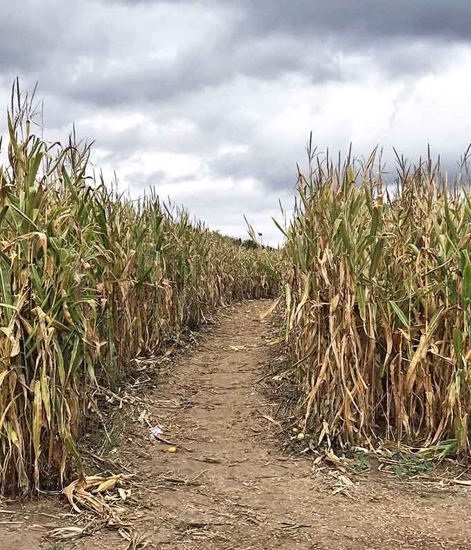 Winding pathways through towering corn create the perfect balance of challenge and fun for maze explorers of all ages.