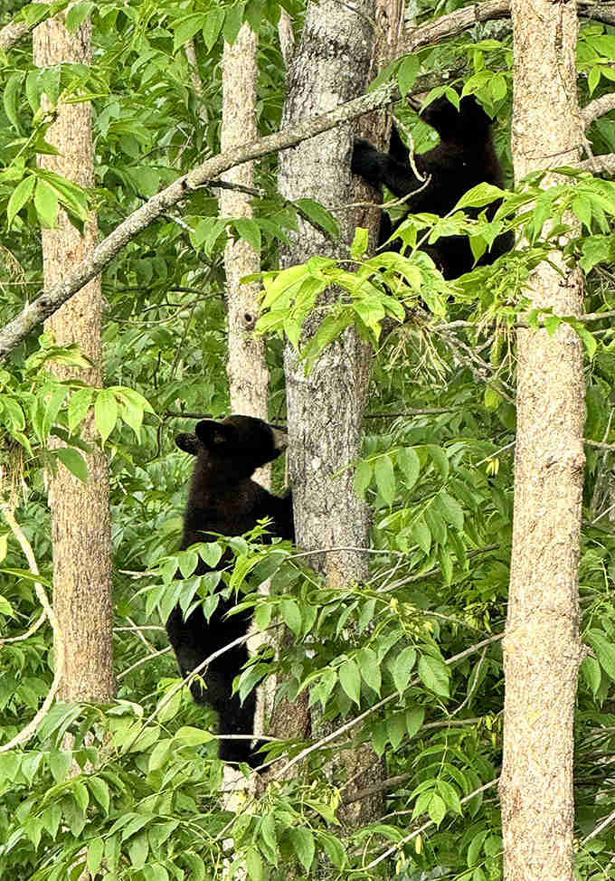 Tree climbing champions! These adventurous cubs scale the heights with an agility that would make Olympic gymnasts jealous.
