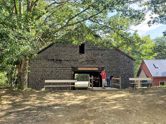 The historic Tuttle Farm barn stands as a weathered reminder of when this land grew crops instead of confusion and tourist fascination.