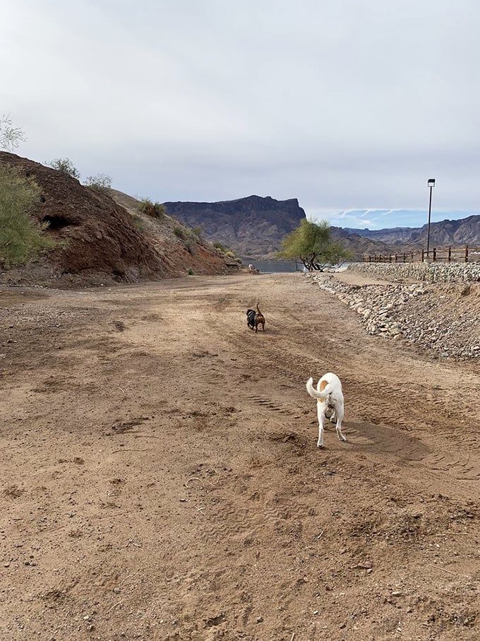 Fido's vacation spot! The dog park offers four-legged adventurers their own slice of paradise while keeping the wildlife and sunbathers stress-free.