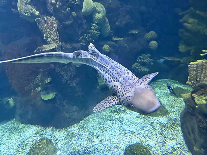 A spotted leopard shark glides effortlessly through crystal waters, reminding visitors of the park's connection to the Columbus Zoo.
