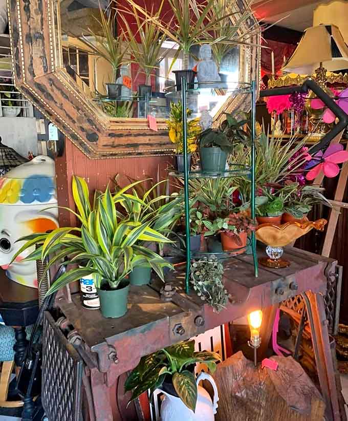 Living plants mingle with vintage treasures because your grandmother was right, every space needs something green and something with a story.