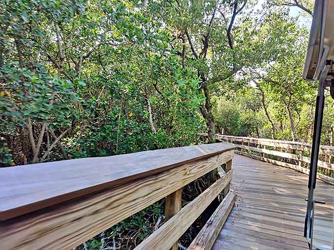 Wandering this forest pathway feels like stepping into a secret world where cell service fades and wonder takes over.