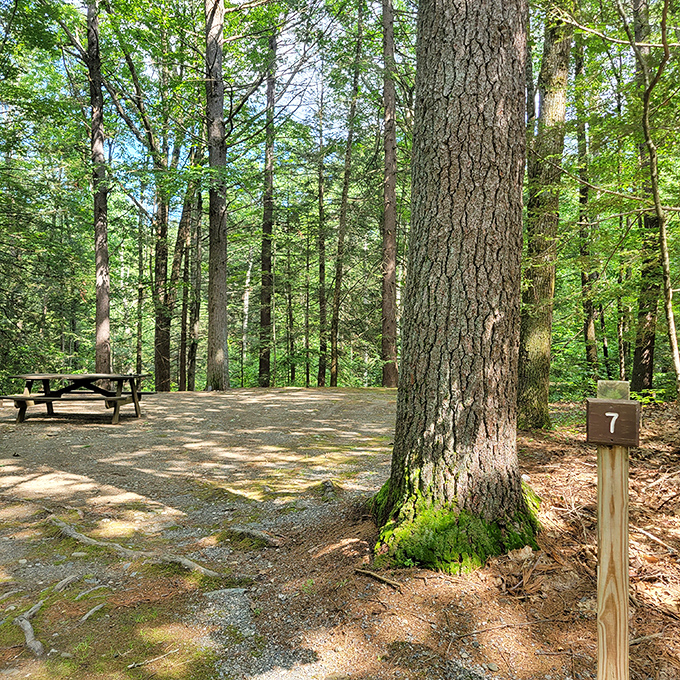 Towering sentinels guard this peaceful campsite, where dappled sunlight plays hide-and-seek and cell service thankfully surrenders to nature.