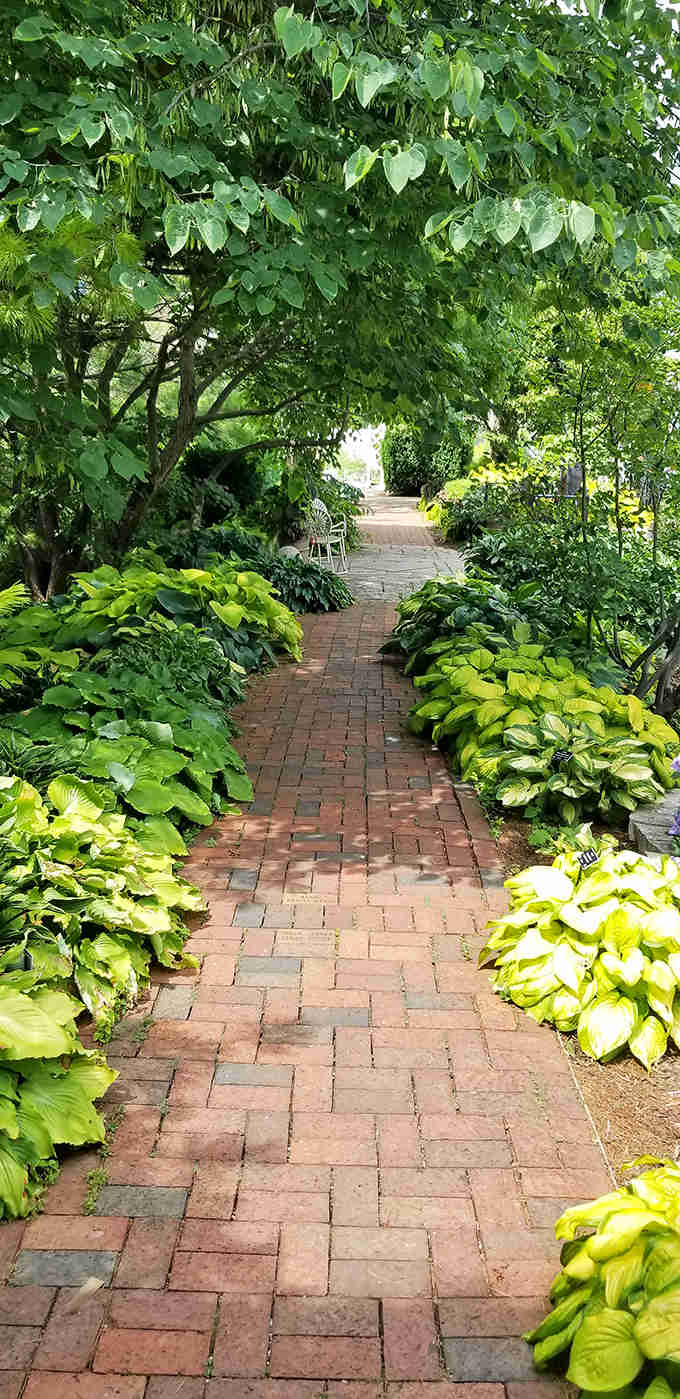 Hostas and shade-lovers create a cool green tunnel, nature's perfect respite on scorching summer days.