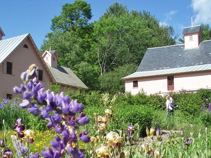 Heirloom blooms create a tapestry of color in gardens designed by Morrill himself, blending beauty with agricultural practicality.