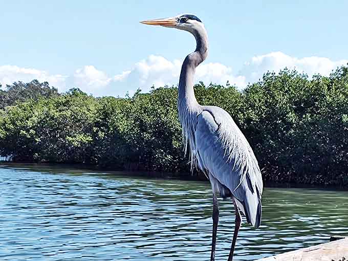This great blue heron strikes a pose worthy of a wildlife magazine cover &ndash; patient, poised, and perpetually ready for its seafood takeout order.