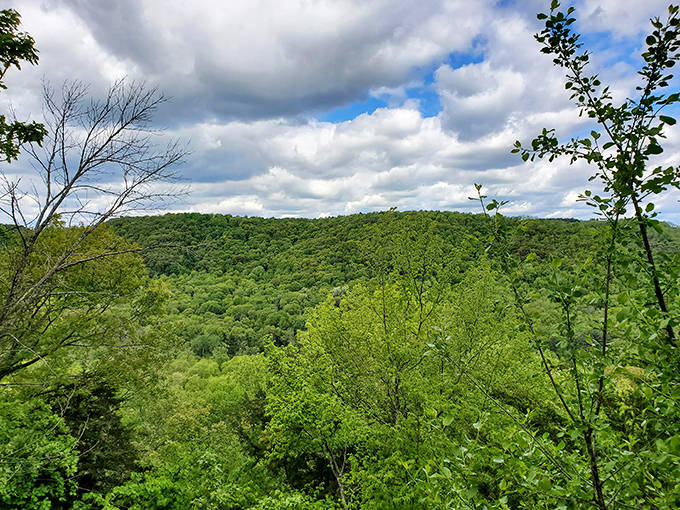 A green cathedral where sunlight plays hide-and-seek through the leaves. Nature's stained glass windows at their finest.