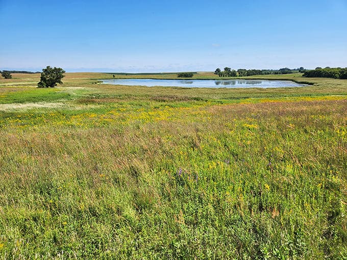 Wide open spaces like this meadow remind you that Minnesota has more landscape variety than people give it credit for, including proper prairie views.