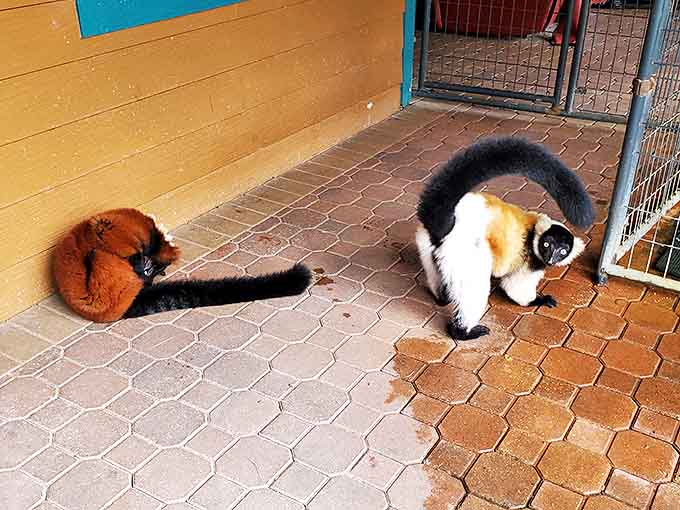 These black and white ruffed lemurs demonstrate why they're the social butterflies of the primate world, always ready for company.