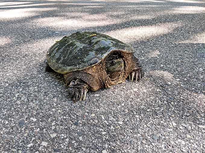 "Excuse me, coming through!" This determined snapping turtle is on a mission, creating its own traffic jam on the park road.