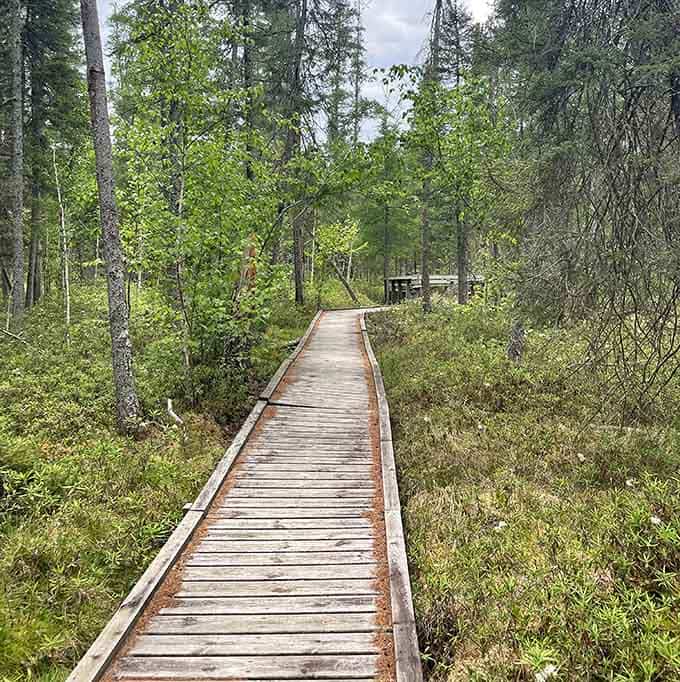 This boardwalk leads straight into wetland wonderland where the marshes glow like they're lit from within.