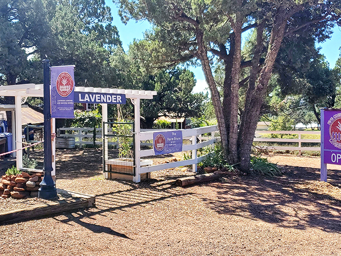 Lavender fields paint purple strokes against the mountain canvas, releasing their calming scent with each passing breeze.