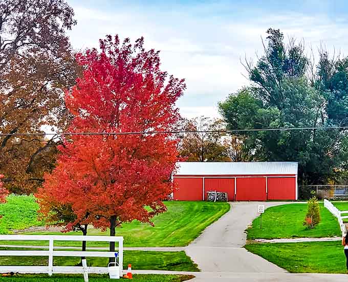 A fiery maple stands sentinel beside the barn, proving that sometimes the best decorations aren't the ones humans create but the ones we simply appreciate.