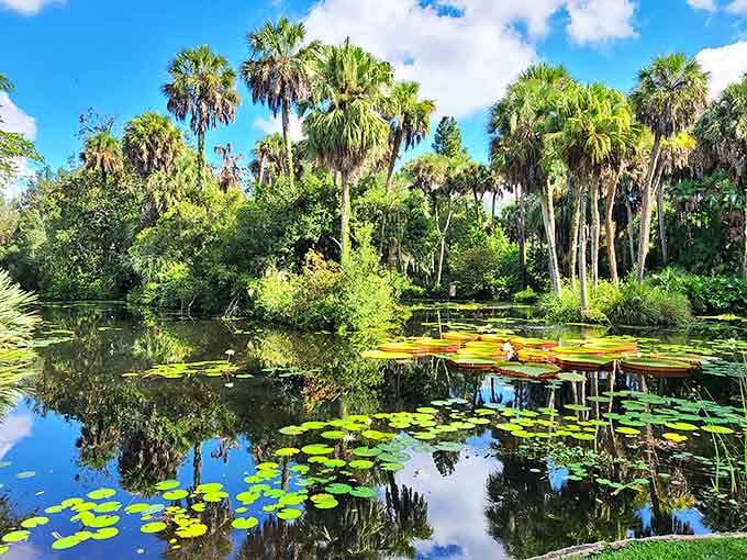 Giant lily pads float like green dinner plates on mirror-still waters, while palm trees create nature's perfect reflection pool.